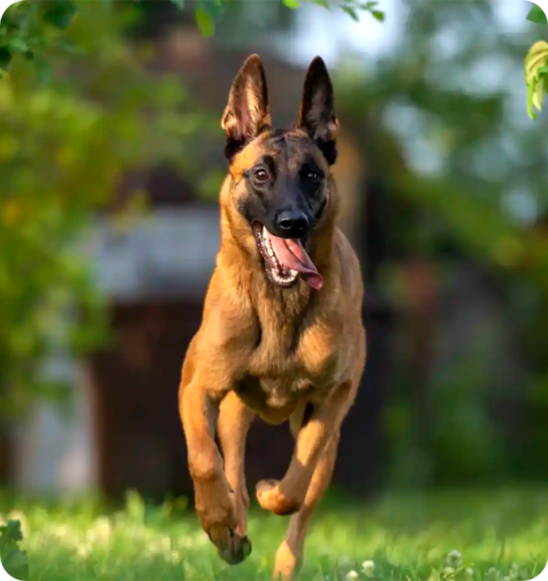 Prueba de Determinación de Raza y Pureza de perros
